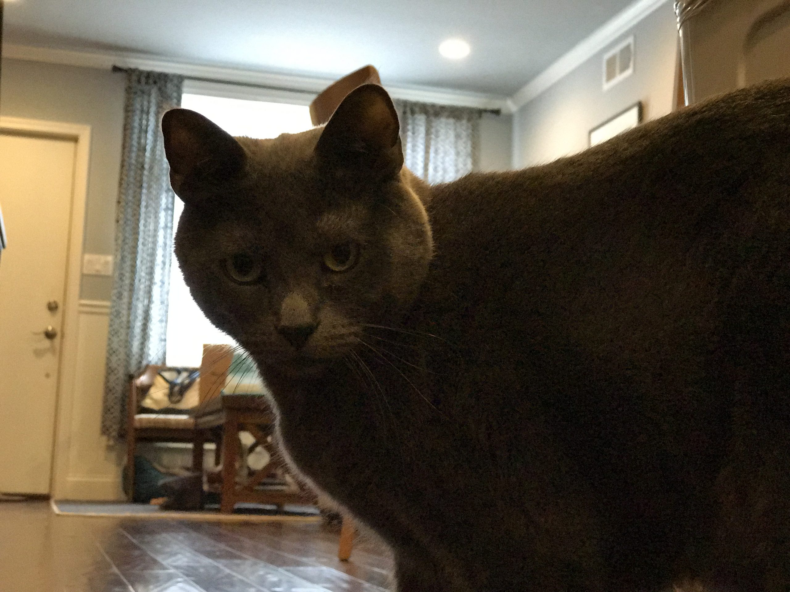 iOS 10.1 arrives with iPhone 7 Plus Portrait Mode and lots of fixes ...
