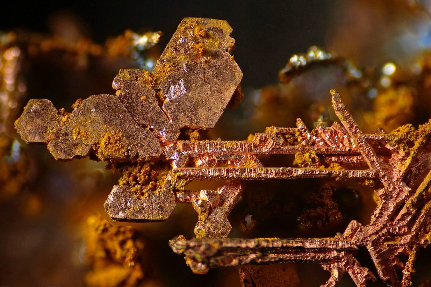 A sense of scale: the best microscopy of 2016 - Ars Technica
