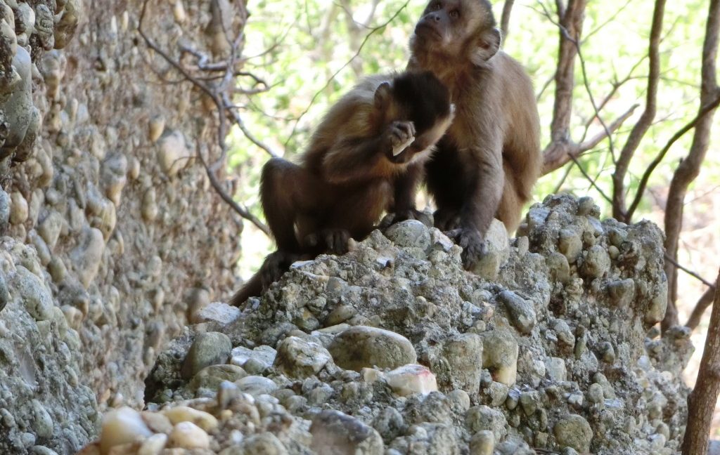 Monkeys are banging rocks together, and the results are intriguing ...