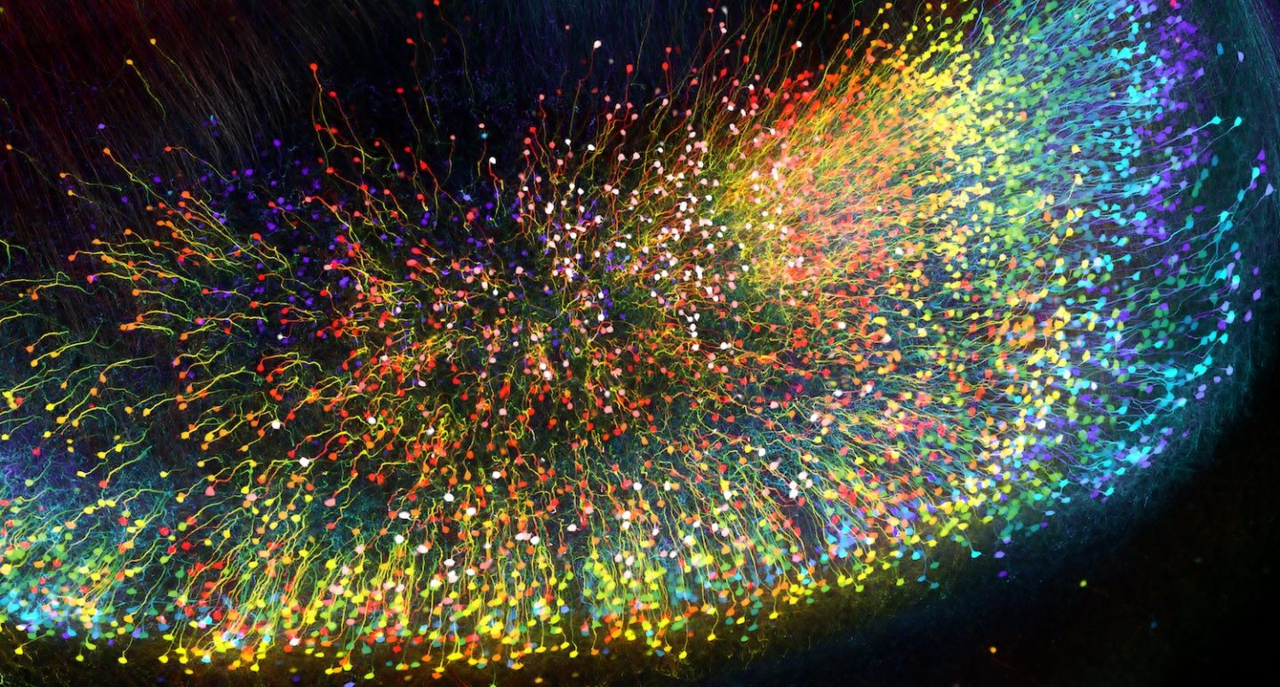 A sense of scale: the best microscopy of 2016 - Ars Technica