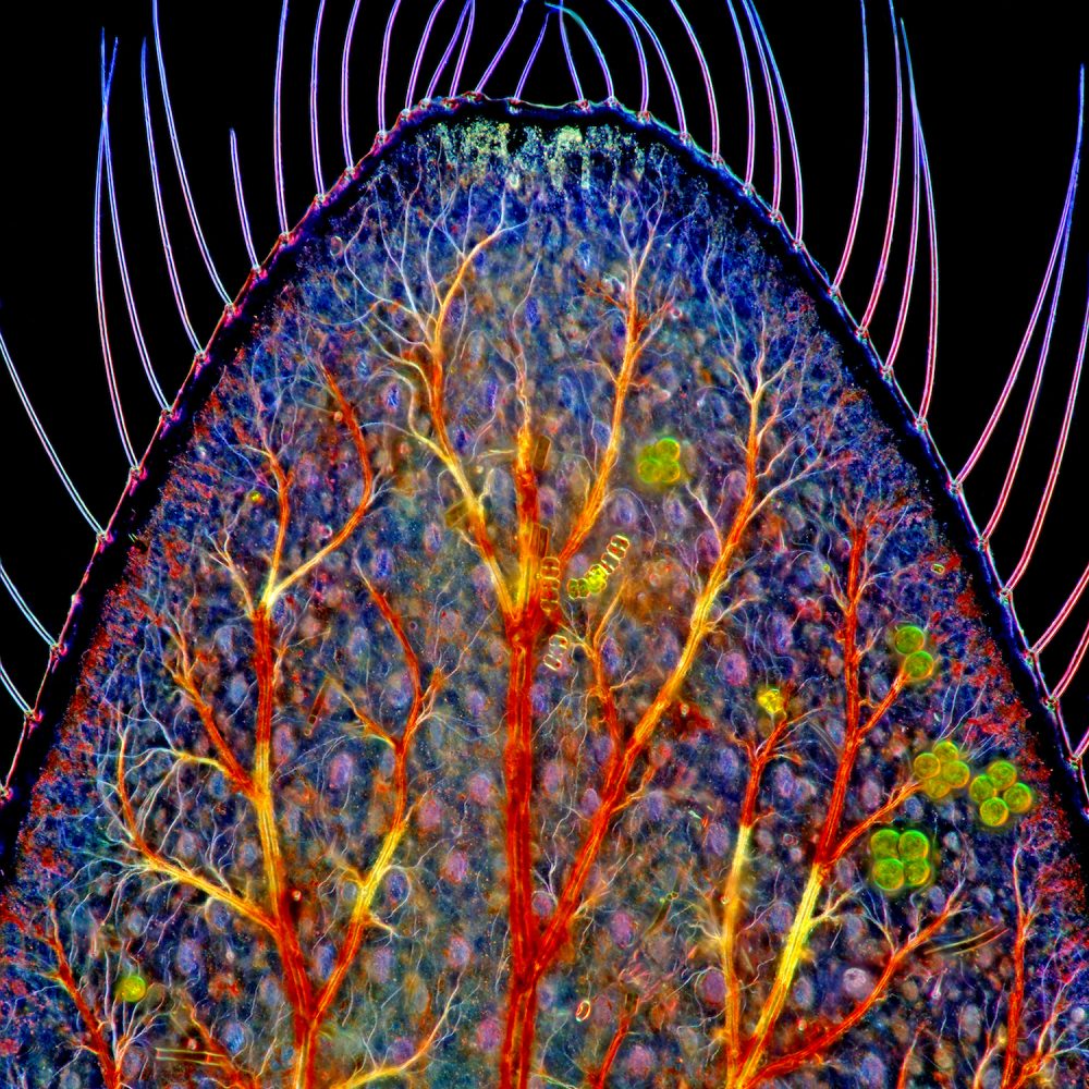 A sense of scale: the best microscopy of 2016 - Ars Technica