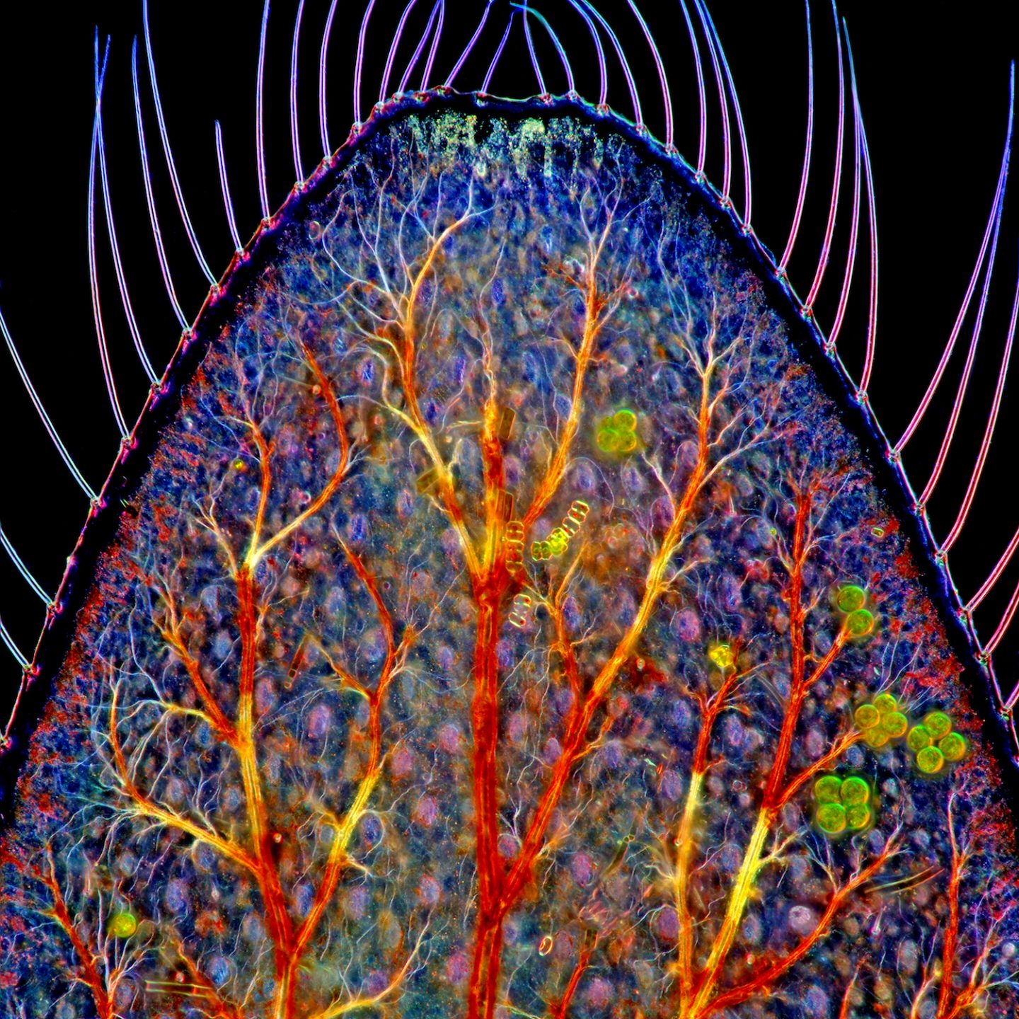 A sense of scale: the best microscopy of 2016 - Ars Technica