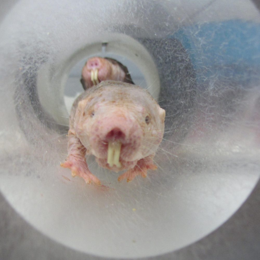 To deal with their miserable lives, naked mole rats have evolved to ...