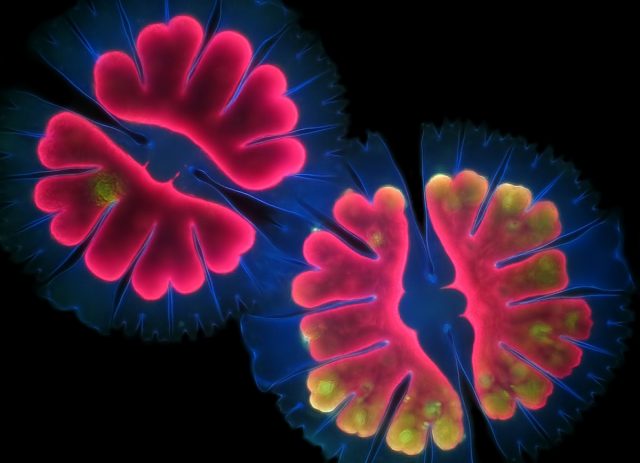 A sense of scale: the best microscopy of 2016 - Ars Technica