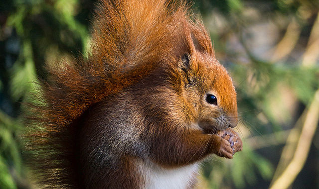 Squirrels may not be as harmless as they appear | Ars Technica