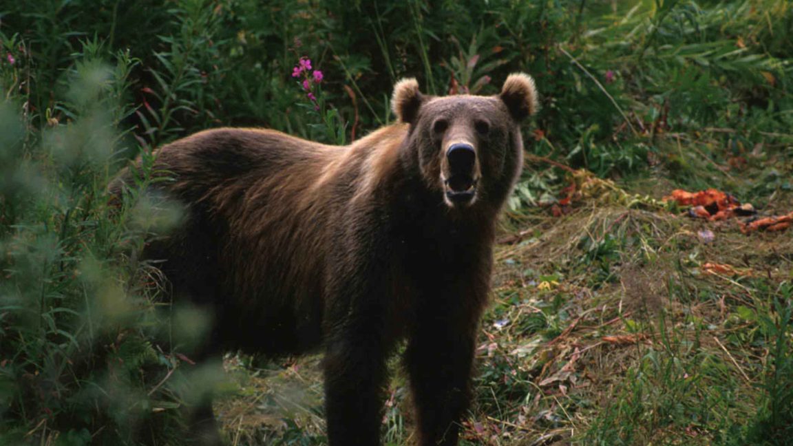 Fancy Bear ramping up infowar against Germany—and rest of West - Ars ...