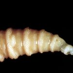 Tag: sterile insect technique - Ars Technica