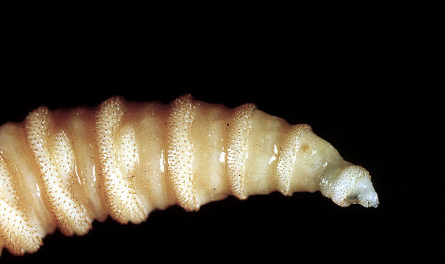 Deer eaten alive in Florida signals reappearance of devastating ...