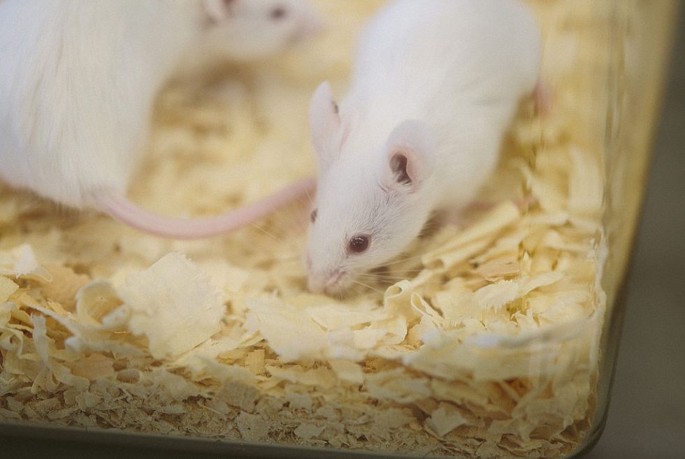 Officials bust illegal lab containing 20 infectious agents, hundreds of ...