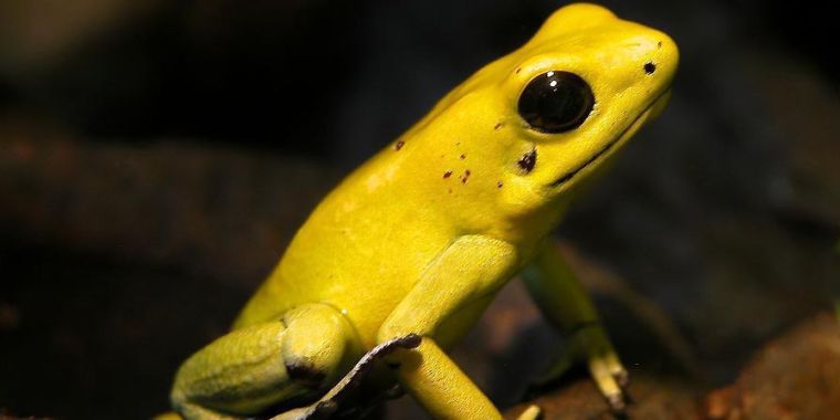 The poison arrow frog’s toxin has an anti-toxic evil twin | Ars Technica