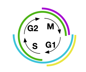 Watching a cell cycle - Ars Technica