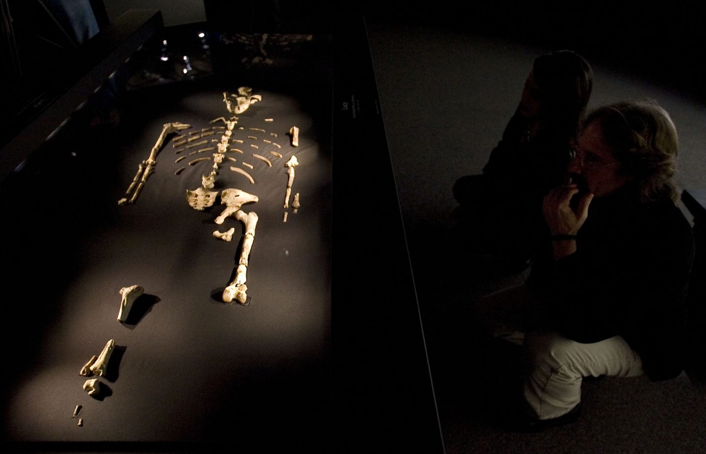 Open sourcing Lucy, the world’s most famous fossil - Ars Technica