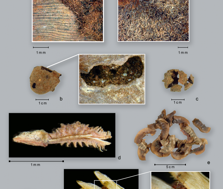 How cooking vegetables changed humanity 10,000 years ago - Ars Technica
