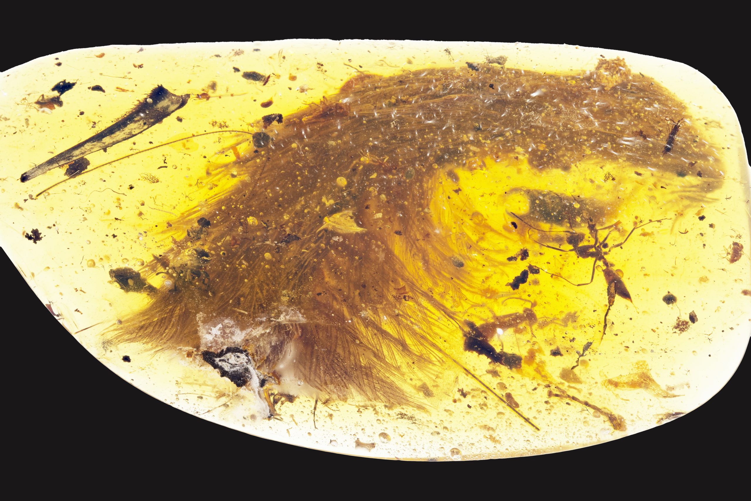 Lucky find offers our first look at a dinosaur tail, complete with ...