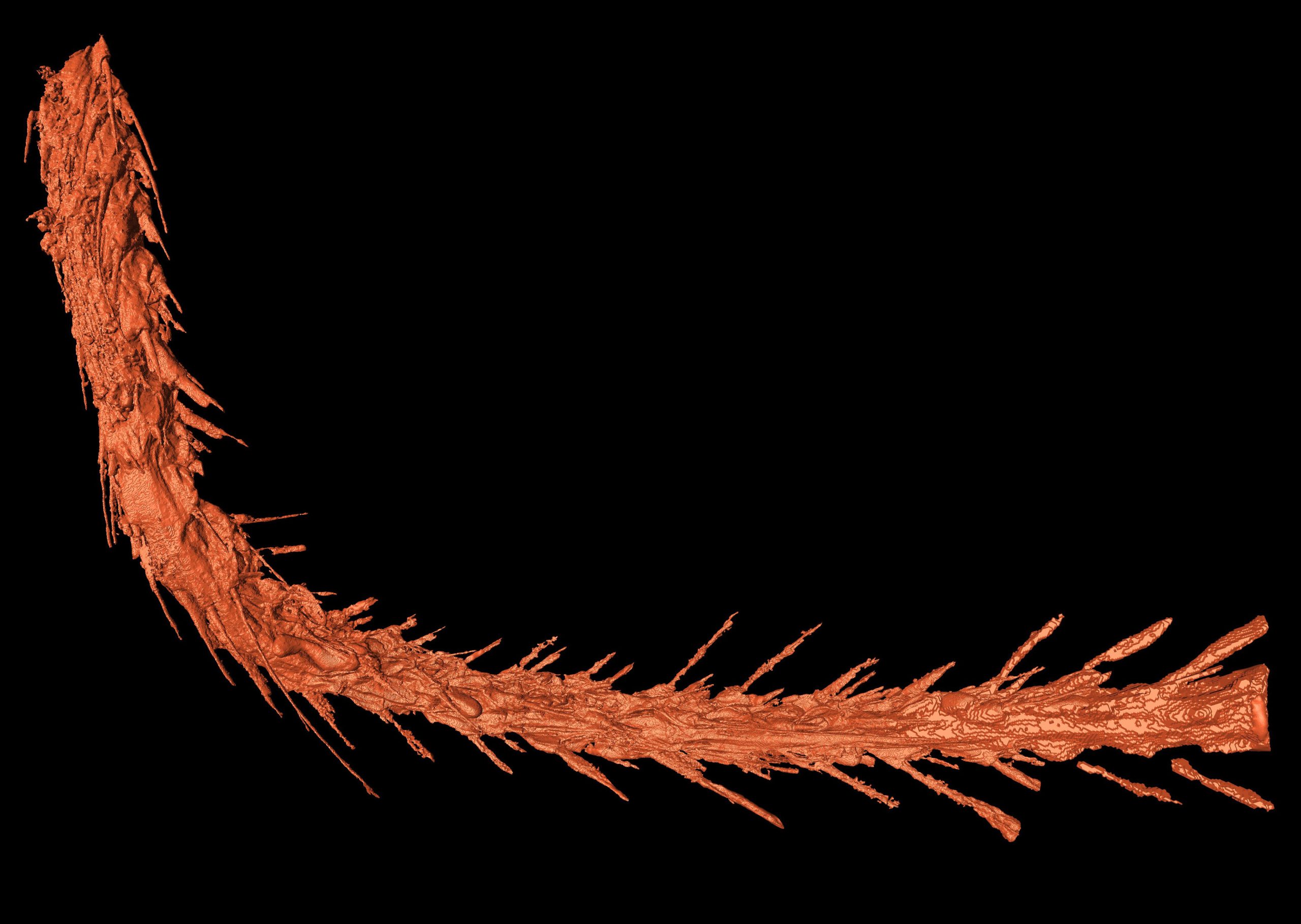 Lucky find offers our first look at a dinosaur tail, complete with ...