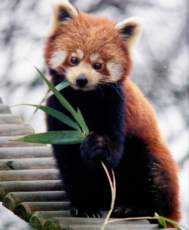 Red panda and giant panda genomes show convergent evolution - Ars Technica