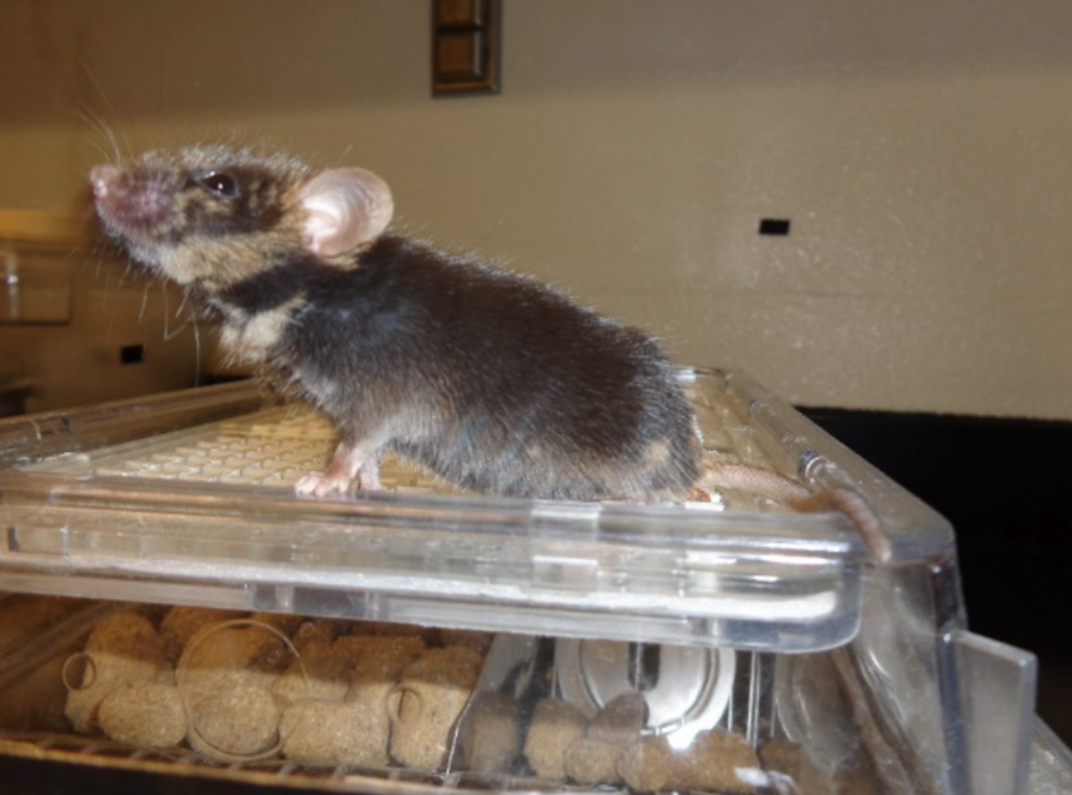 Pig-human hybrid brings us closer to barnyard organ factories - Ars ...