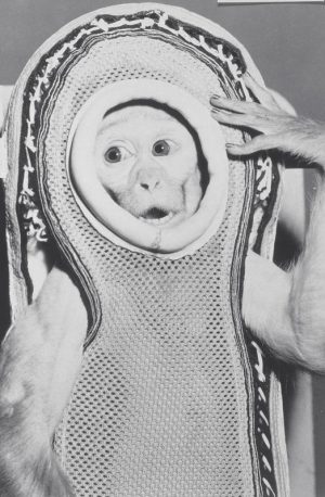 That time a monkey flew to the edge of space and then smashed into a ...