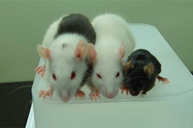 Pig-human hybrid brings us closer to barnyard organ factories - Ars ...