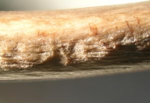 There was an outbreak of cannibalism 10,000 years ago in Spain - Ars ...