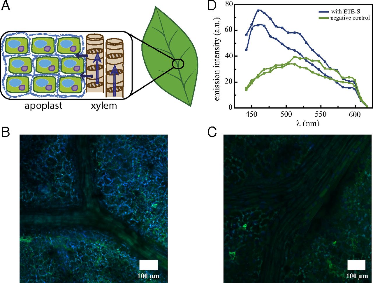 Researchers create electronic rose complete with wires and ...