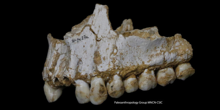 Neanderthal teeth tell tales of diet and medicine | Ars Technica