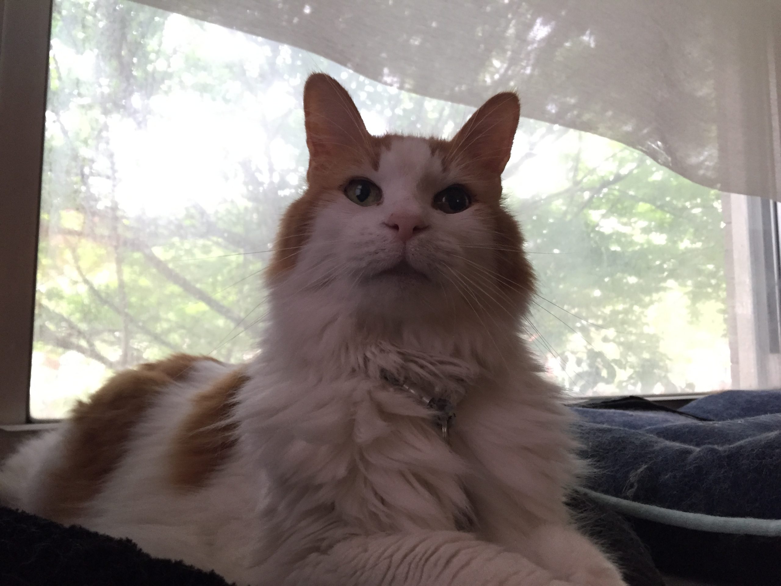 My cats poop for science - Ars Technica