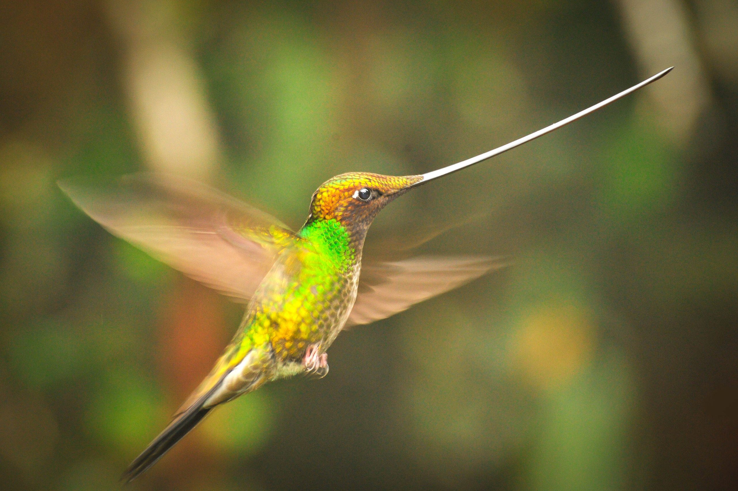 Planet Earth II is “need a new TV” propaganda—if you get the right ...