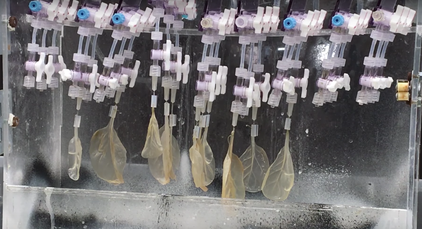 Spinach leaf transforms into sheet of beating human heart cells - Ars ...