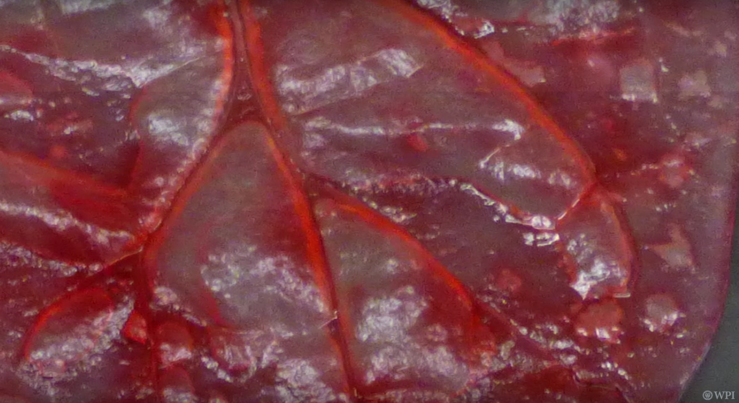 Spinach leaf transforms into sheet of beating human heart cells - Ars ...