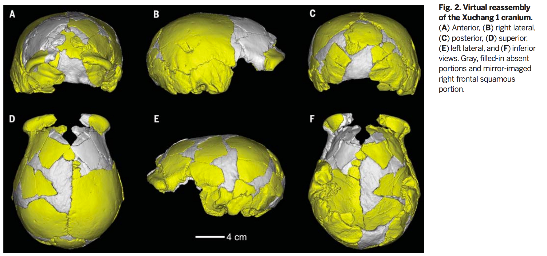 Fossils reveal ancient “unknown” human in China - Ars Technica