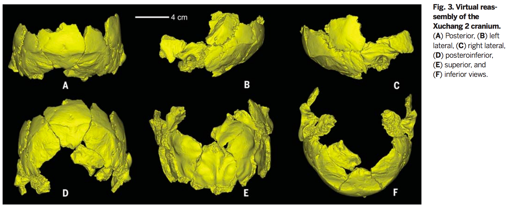 Fossils reveal ancient “unknown” human in China - Ars Technica