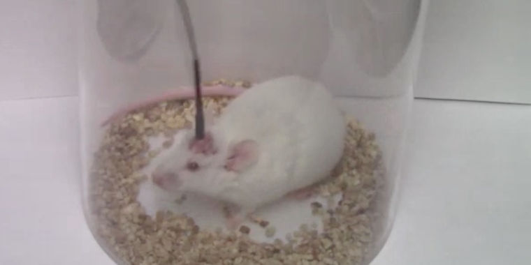 Creepy mouse experiment helps scientists understand contagious behavior ... Creepy mouse experiment helps scientists understand contagious behavior ...
