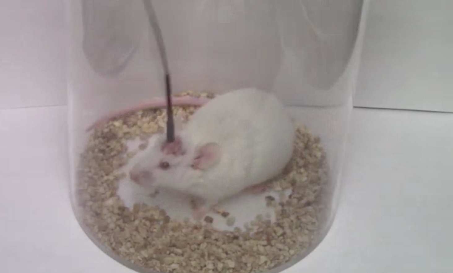 Creepy mouse experiment helps scientists understand contagious behavior ...