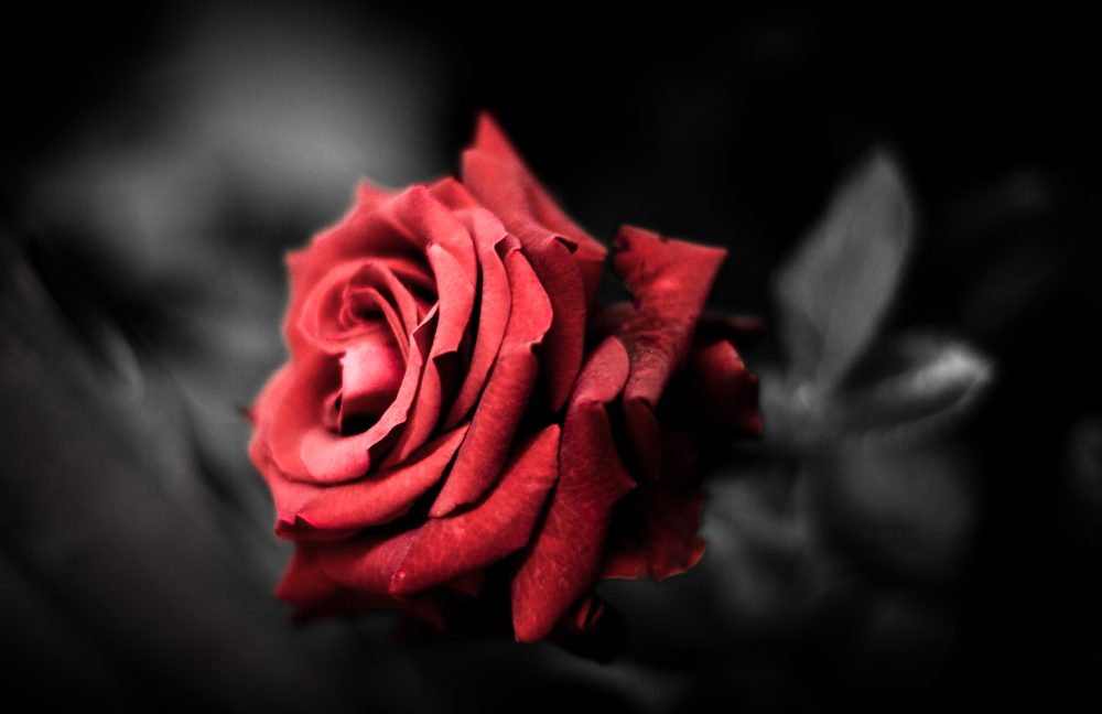 Researchers create electronic rose complete with wires and ...