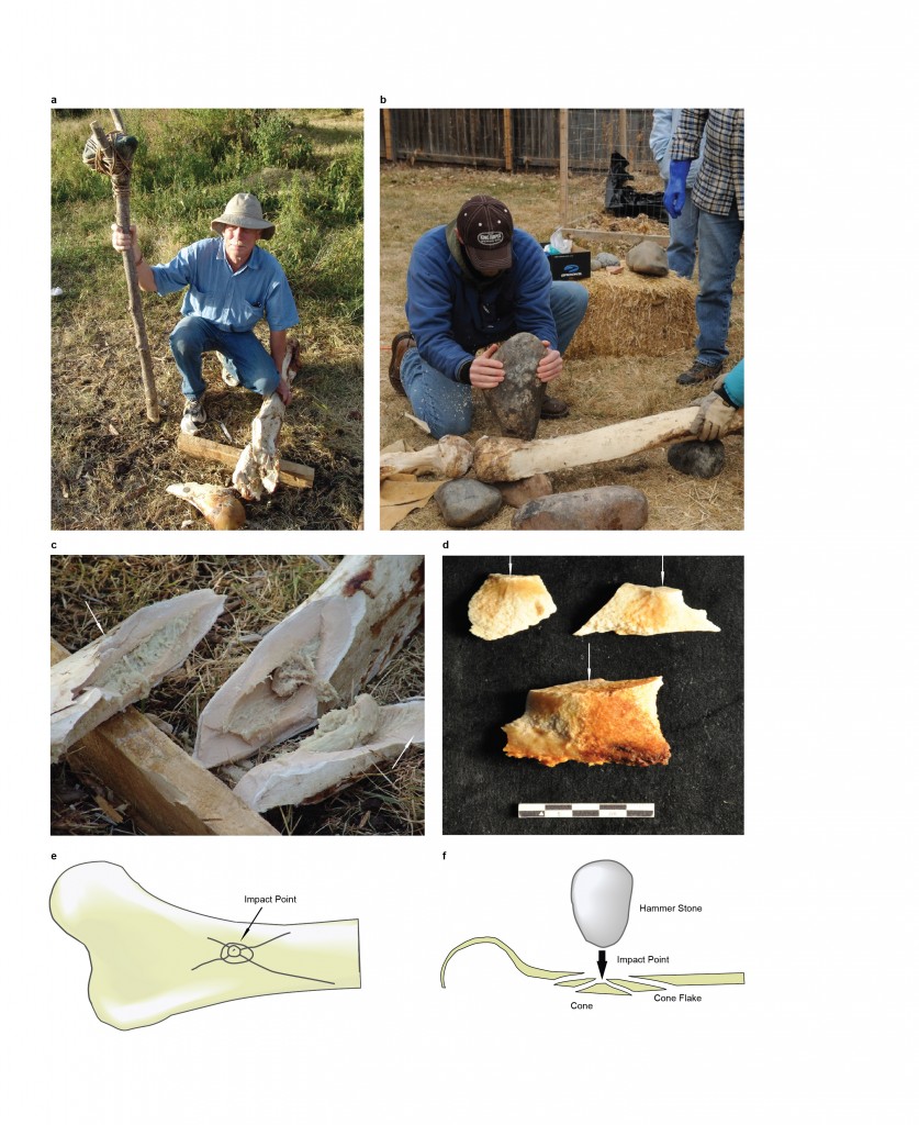 Incredible discovery places humans in California 130,000 years ago ...