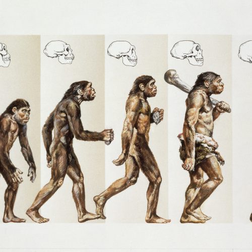 Tag: trait evolution - Ars Technica