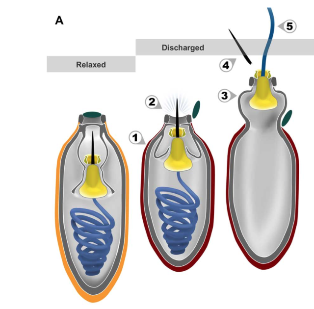 First high-res look at microbial ballistics: Harpoons, spears, Gatling ...