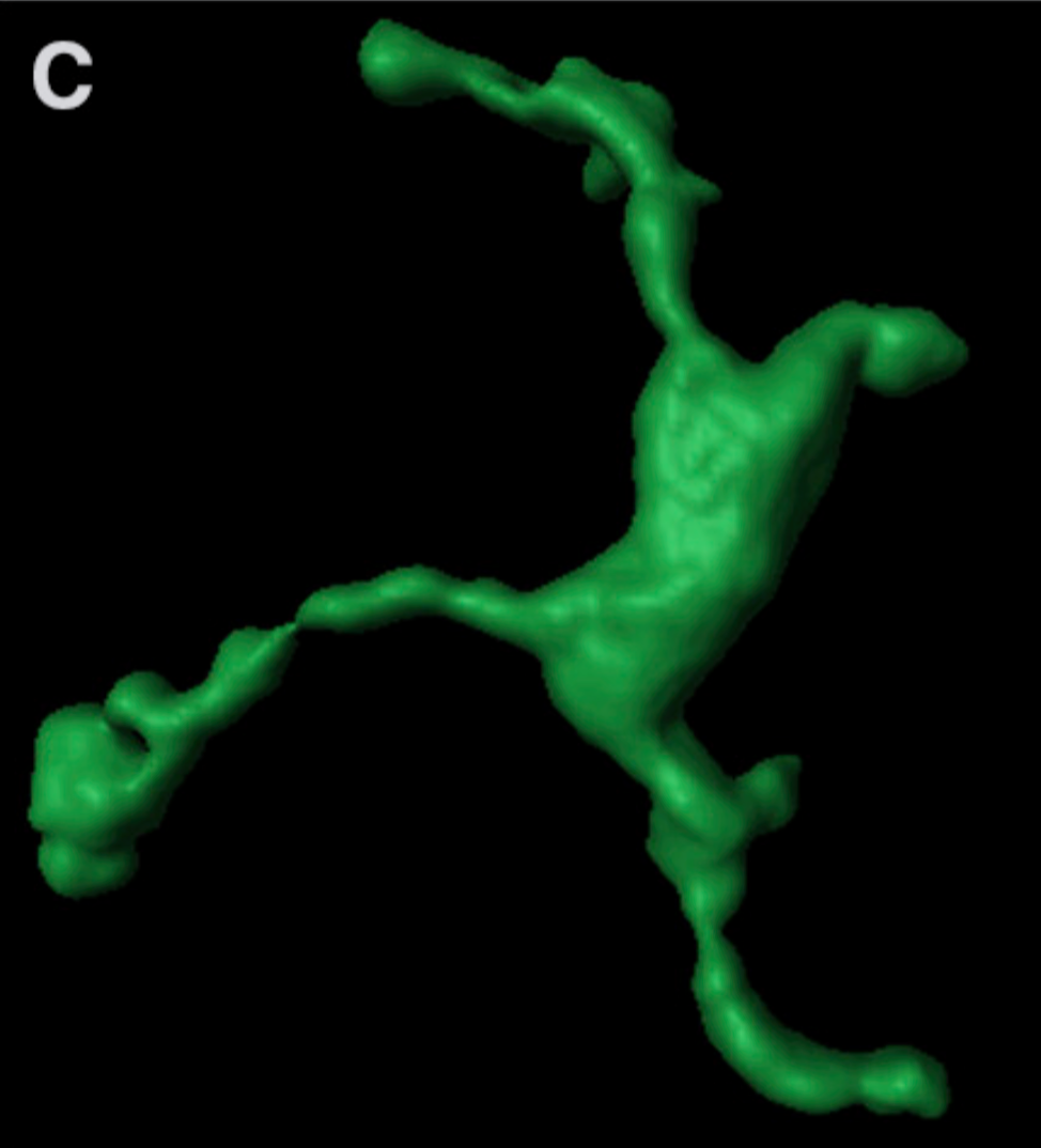 Our hearts beat with unexpected electrical help from immune cells - Ars ...