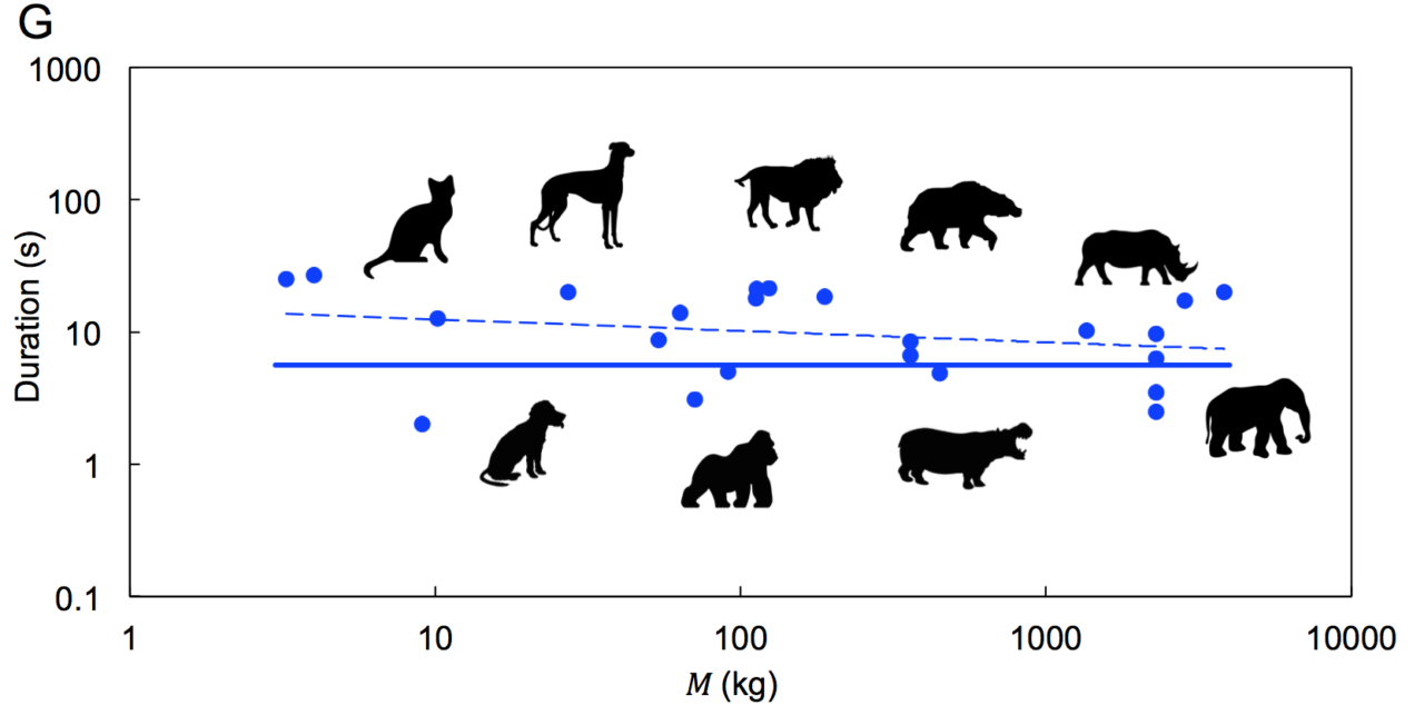 Speed of poop: Big or small, mammals drop a deuce in ~12 secs, study ...