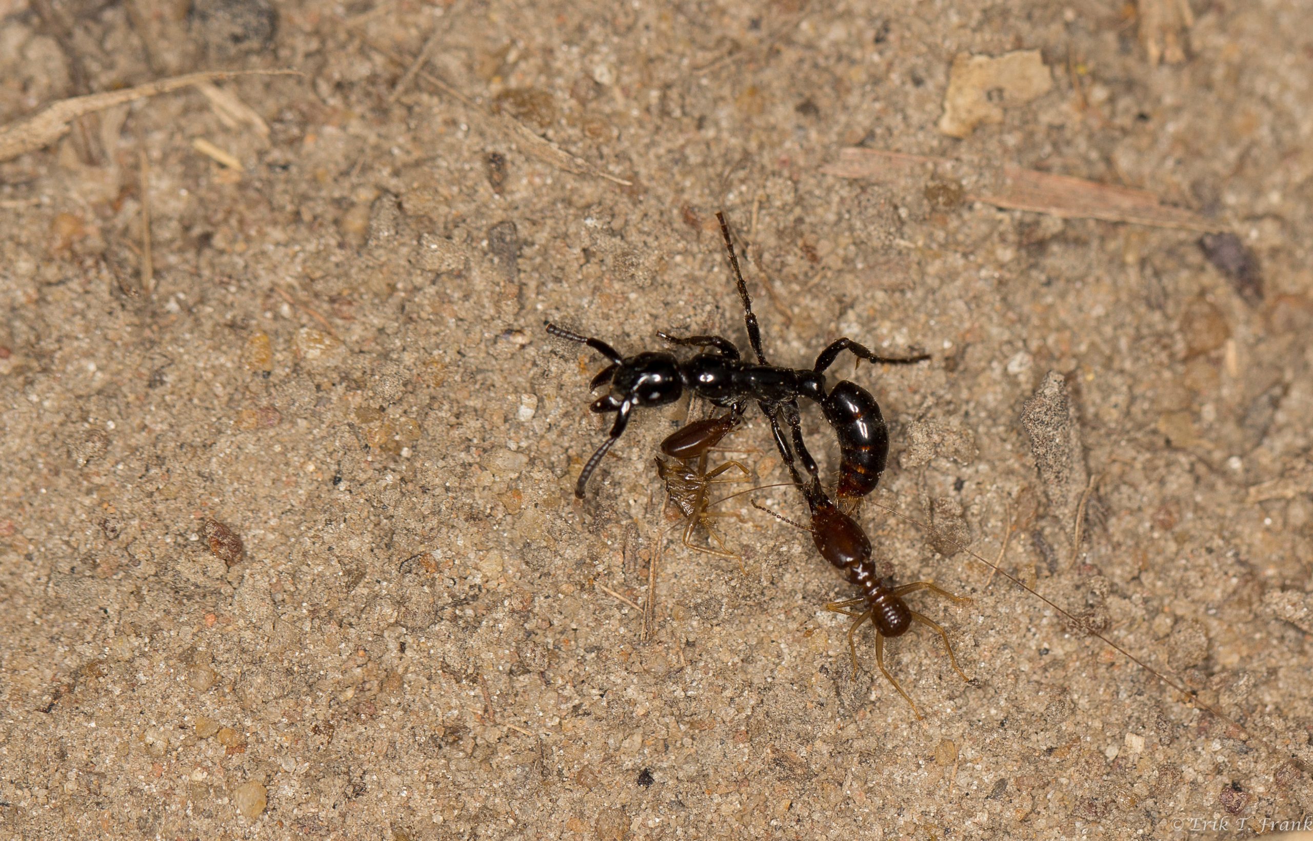 In this ant species, 21% of the colony has major injuries from war ...