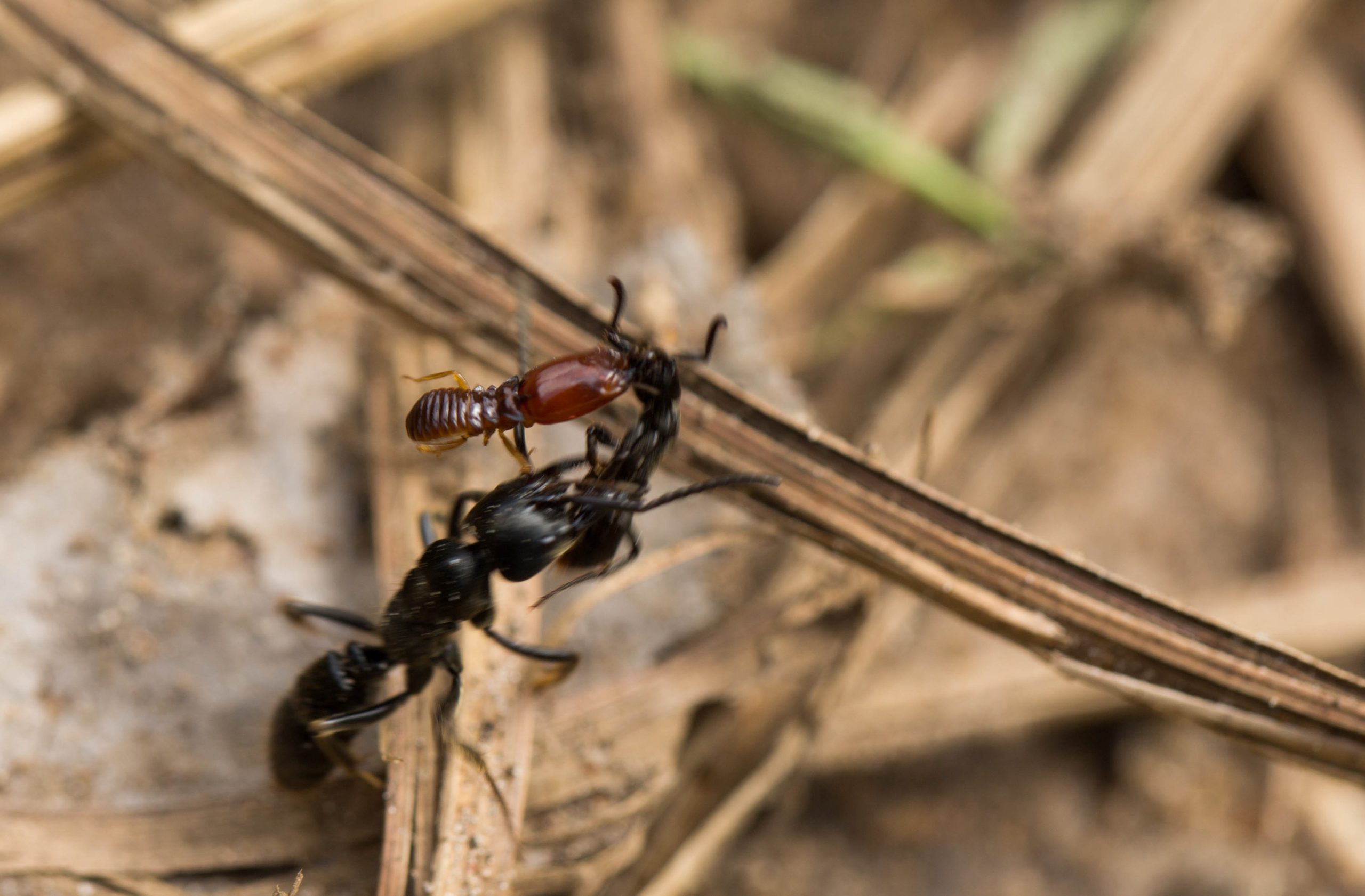 In this ant species, 21% of the colony has major injuries from war ...
