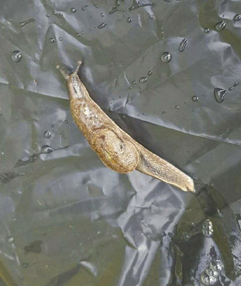 Worm that jumps from rats to slugs to human brains has invaded ...