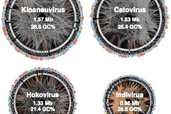 New giant viruses suggest their genomes expanded like an accordion ...