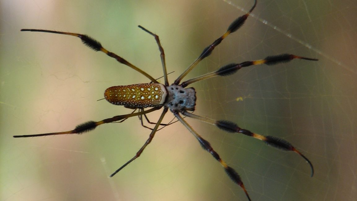 Spider silk genes used in… venom gland? - Ars Technica