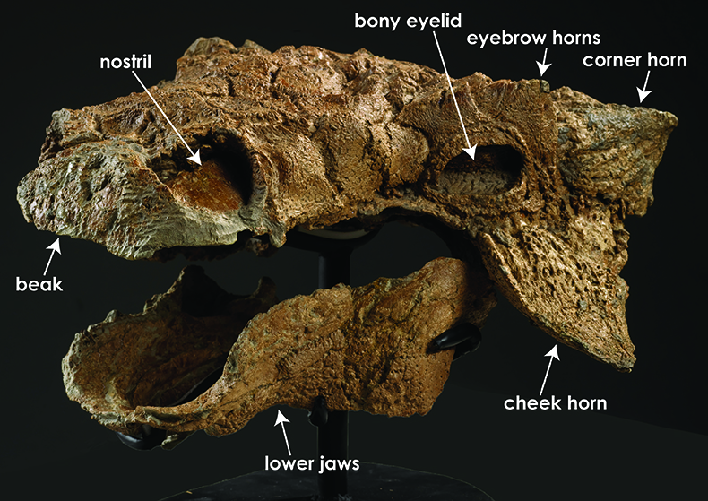Rare dinosaur with preserved skin and bone-crushing tail found in ...