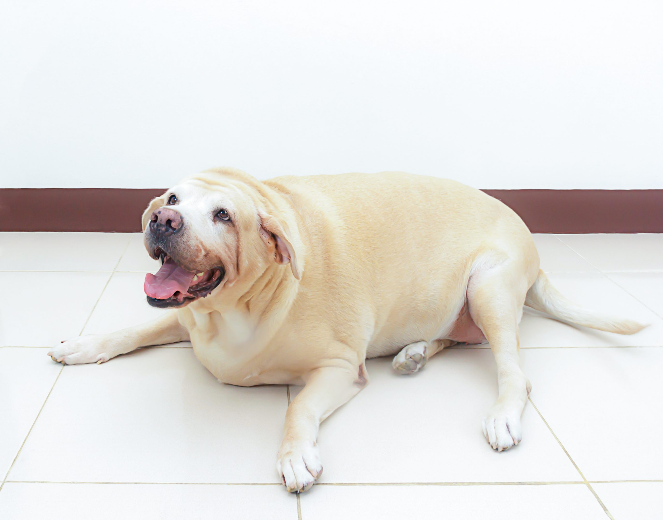 Our furry friends are getting fat just like us; 1 in 3 are overweight ...