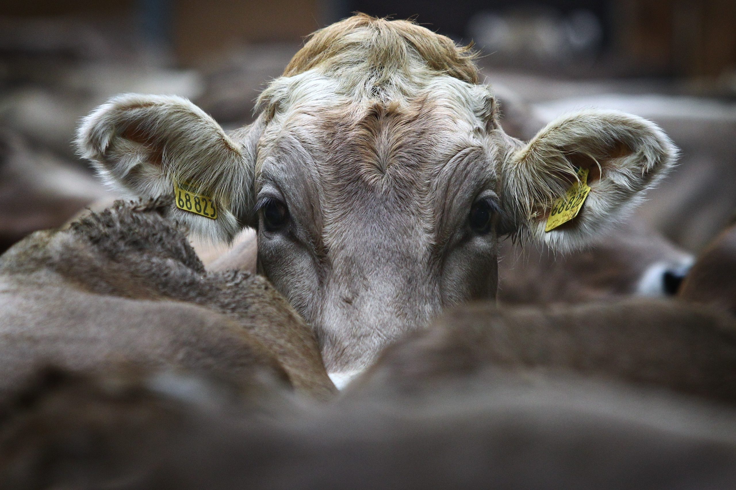 “Atypical” mad cow disease detected in Alabama - Ars Technica