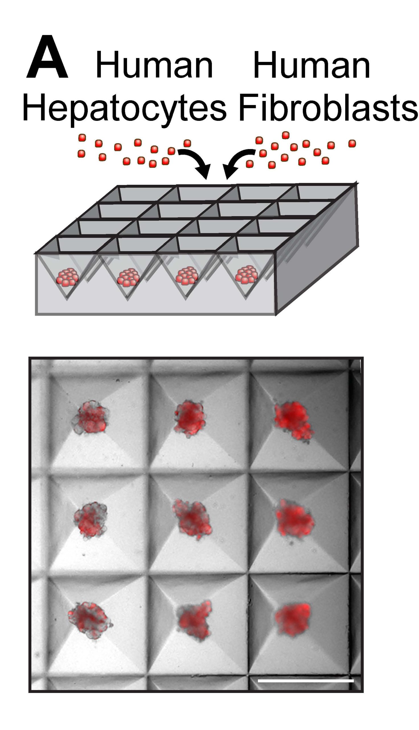 Human liver cells seeded in mouse expands 50-fold to functional ...