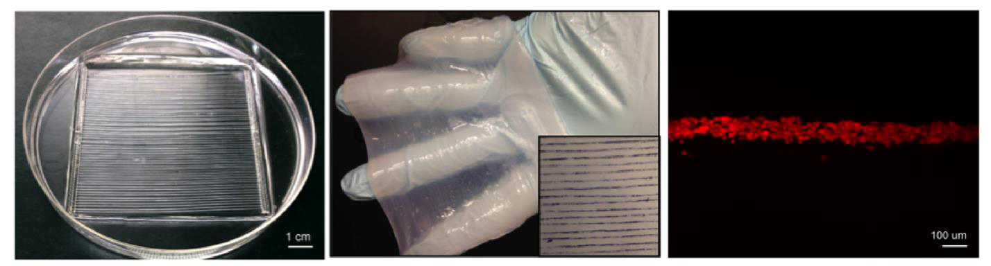 Human liver cells seeded in mouse expands 50-fold to functional ...